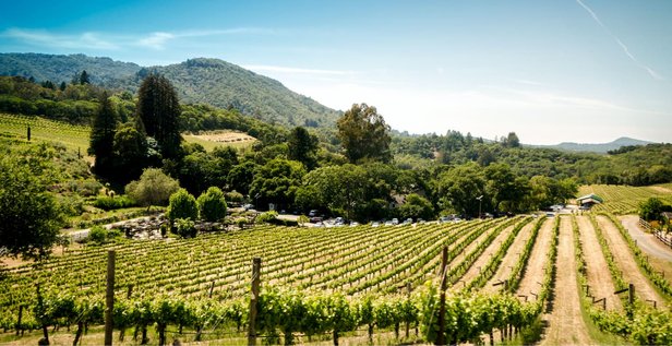 Buying a Vineyard in 2025: Top Sites for Sale, Costs, Process