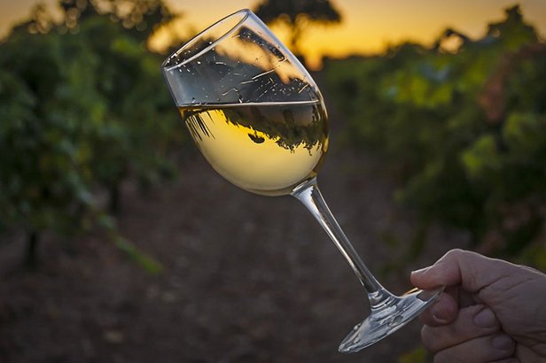 Colombard Wine: 10 Best Bottles (2025), Taste, Prices, Food Pairings