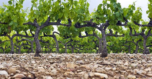 The Iconic Medoc Wine Region (10 Best Wines, Prices 2025)