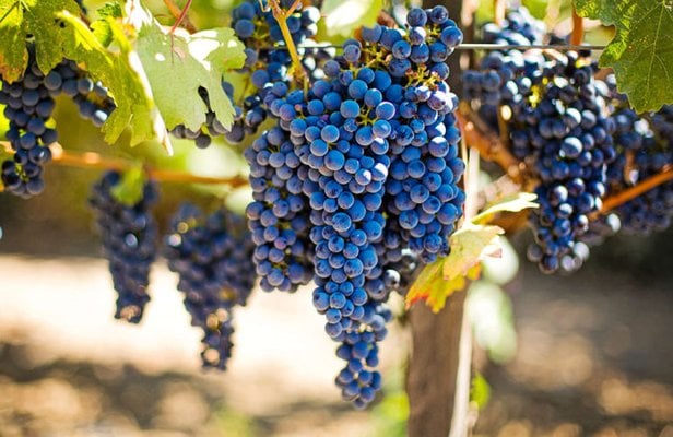 23 Most Popular Red & White Wine Grapes (+ Best Wines to Buy)